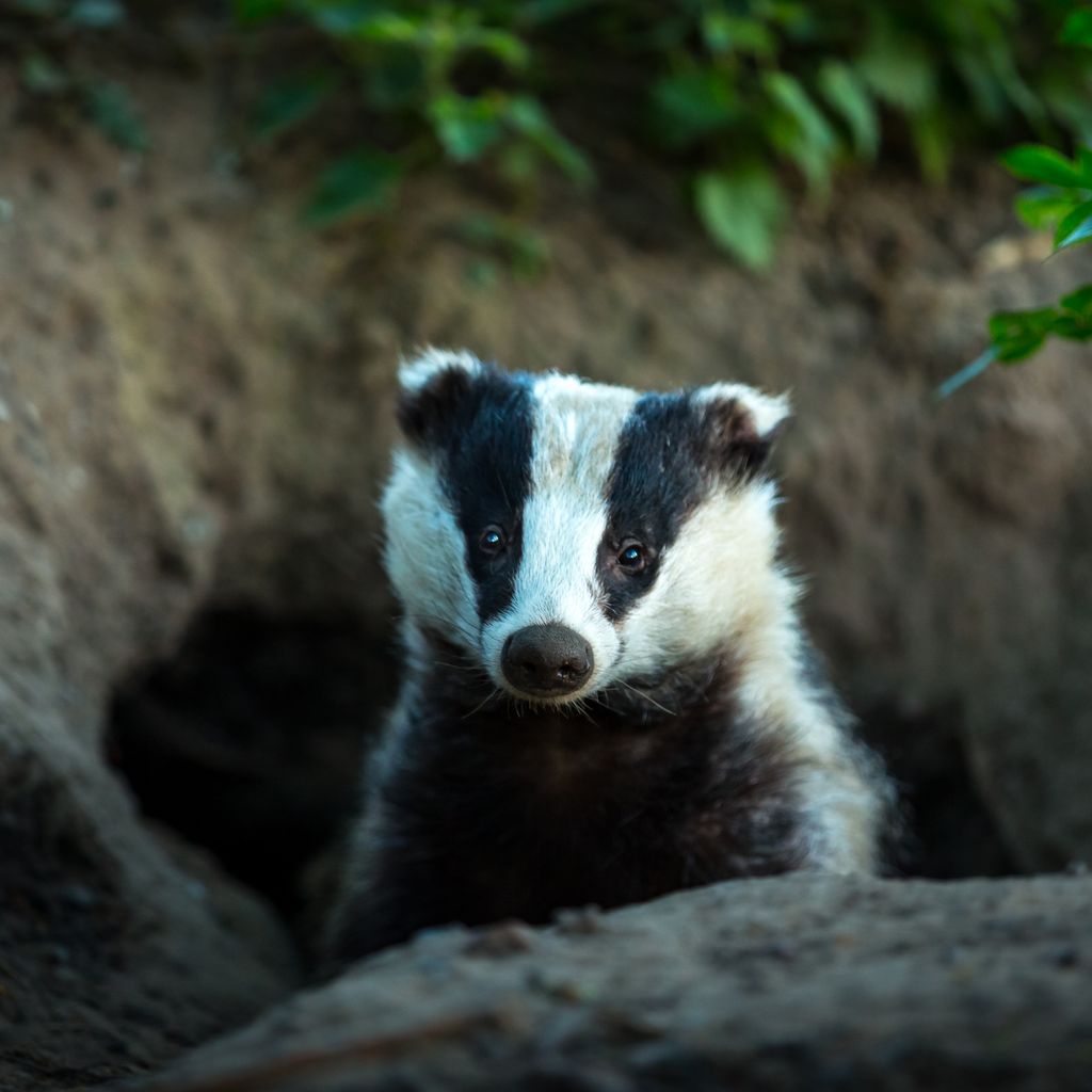 Save the Badgers