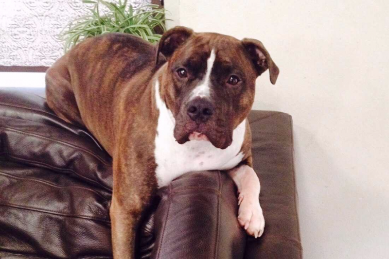 Bandit - The Dog Who Stole Our Hearts