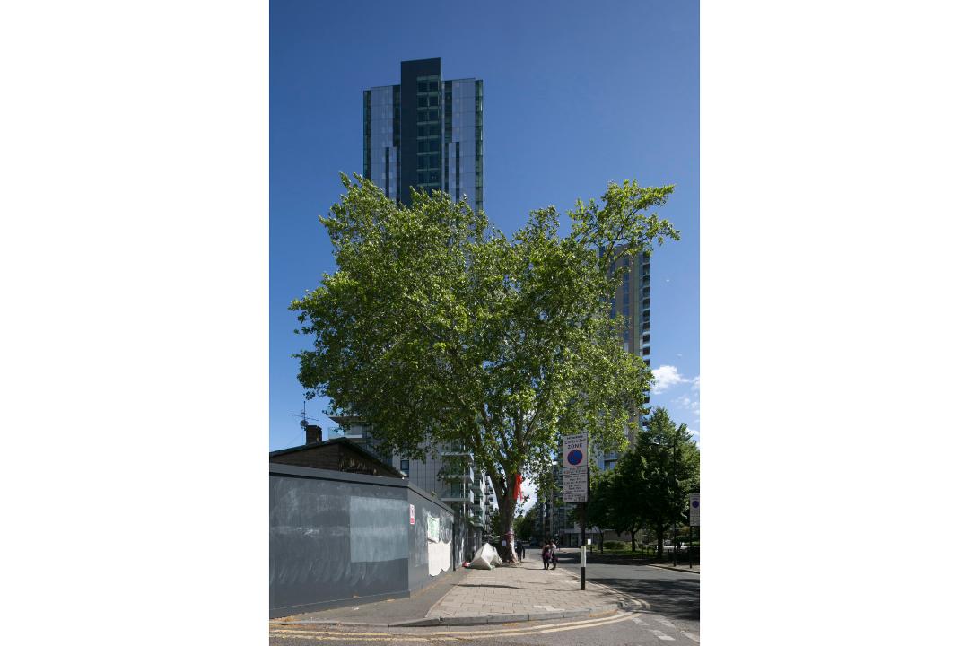 The Happy Man Tree - Our Campaign Continues