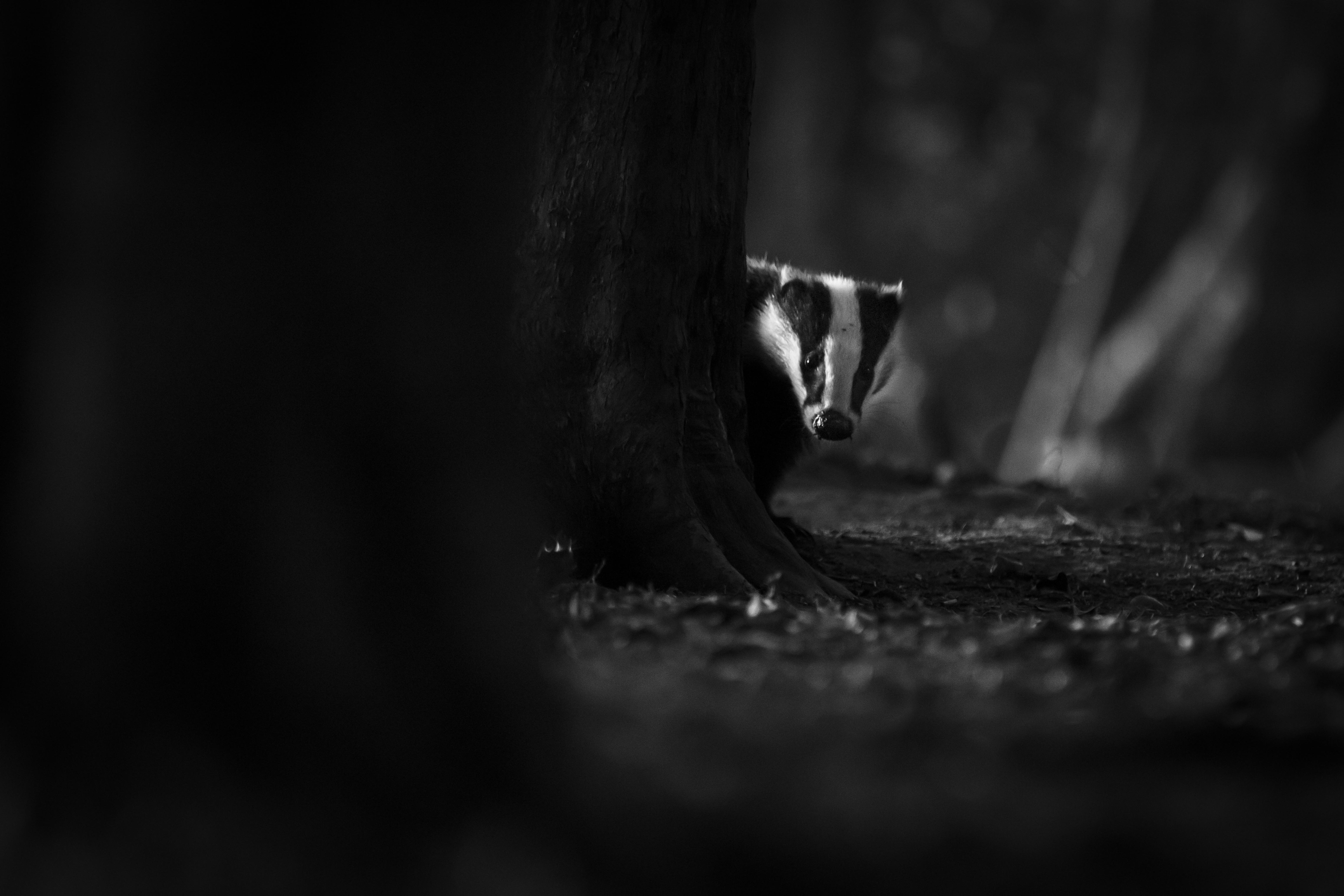 Wild Justice challenges licensing of Badger shooting