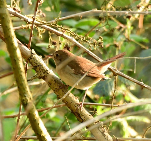 Save our Suffolk Nightingales