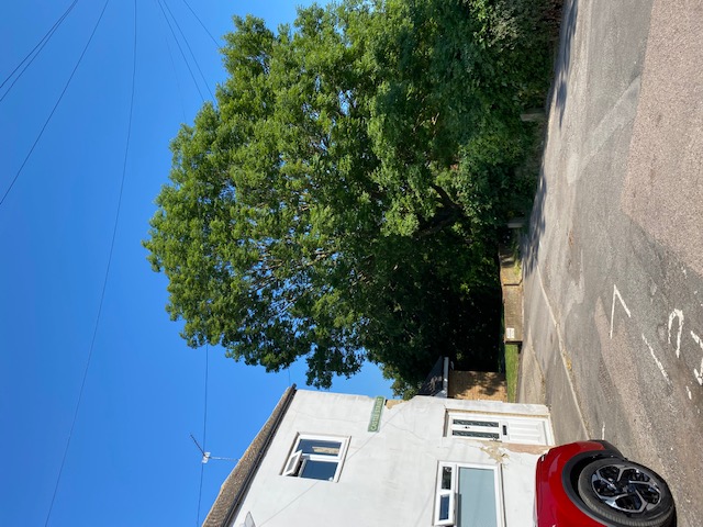 Save 100 year old v. healthy ASH tree from improper subsidence felling