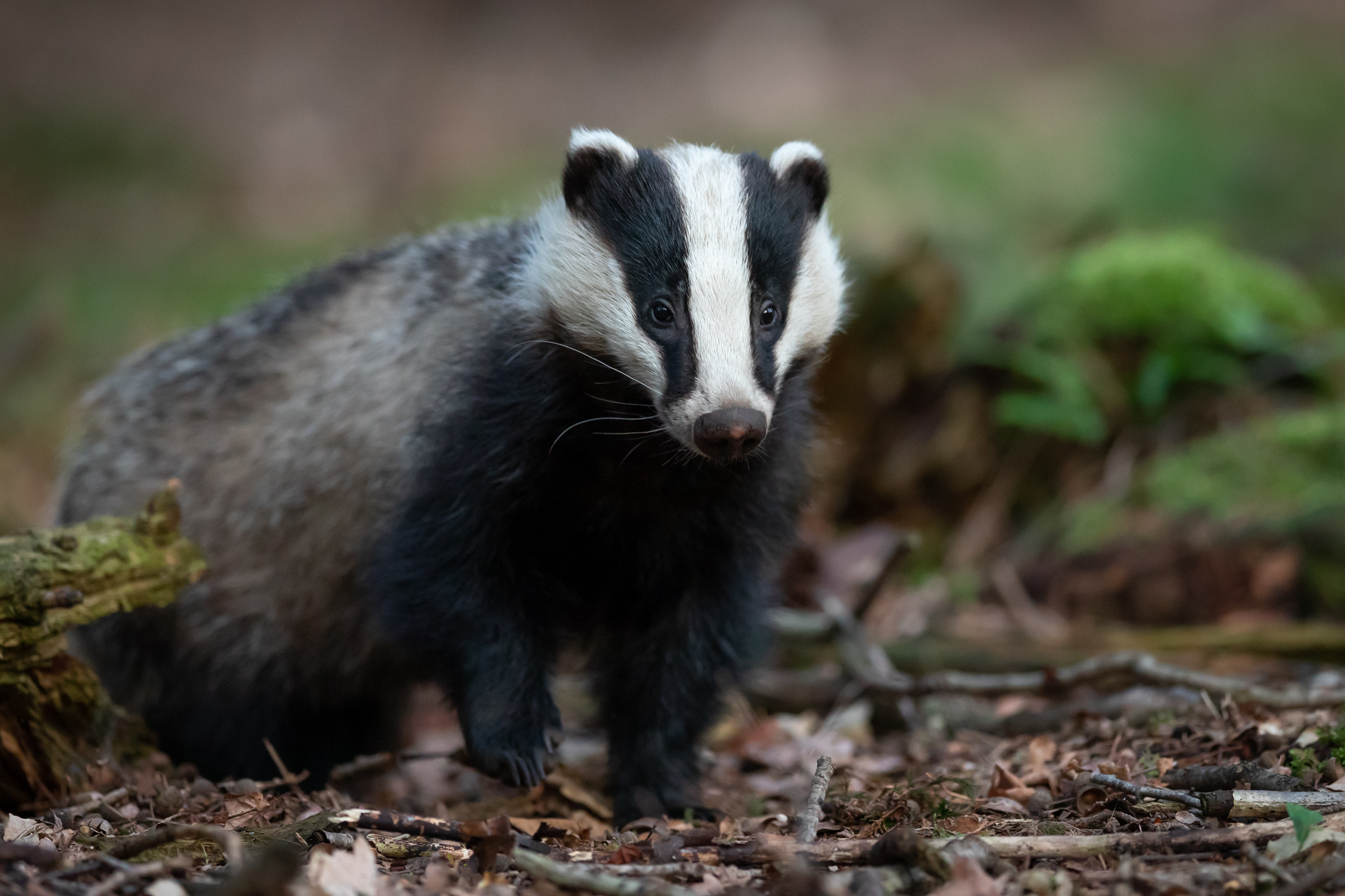 Defending Badgers in Northern Ireland